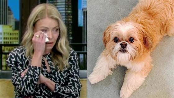 Kelly Ripa Tearfully Shares Her 17-Year-Old Dog Died