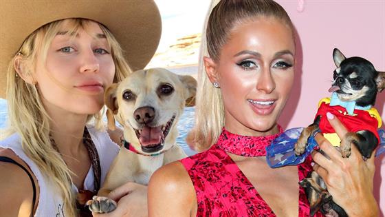 Celeb Dogs Living Their Best Life: Miley Cyrus, Paris Hilton & More